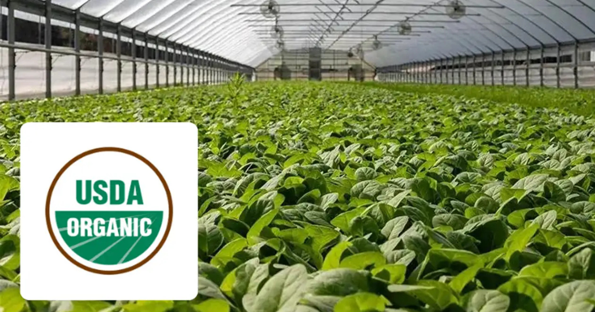 Certificación USDA-Organic / USDA-NOP | Nedstar